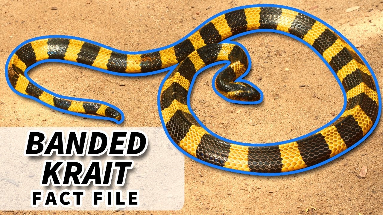 Banded Krait facts: the BLACK AND YELLOW Krait 🐍 | Animal Fact Files