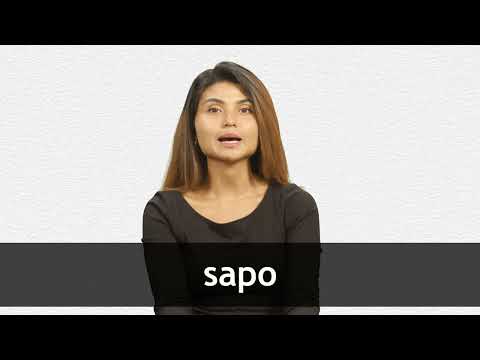 English Translation of “SAPO” | Collins Spanish-English Dictionary