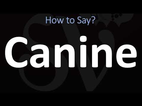 How to Pronounce Canine? (CORRECTLY)