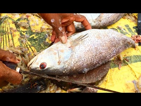 Ghol Fish - Wholesale Price & Mandi Rate for Ghol Fish in India