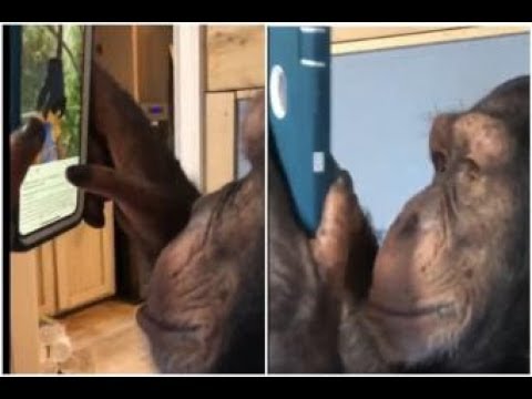 Millennial Chimpanzee Hooked to Instagram is Making Netizens Go Bananas