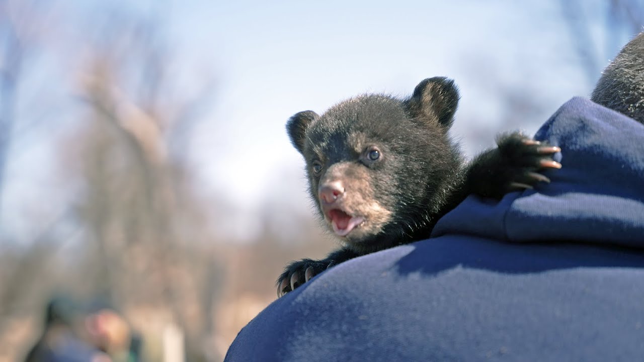 New Jersey Black Bear Den Research