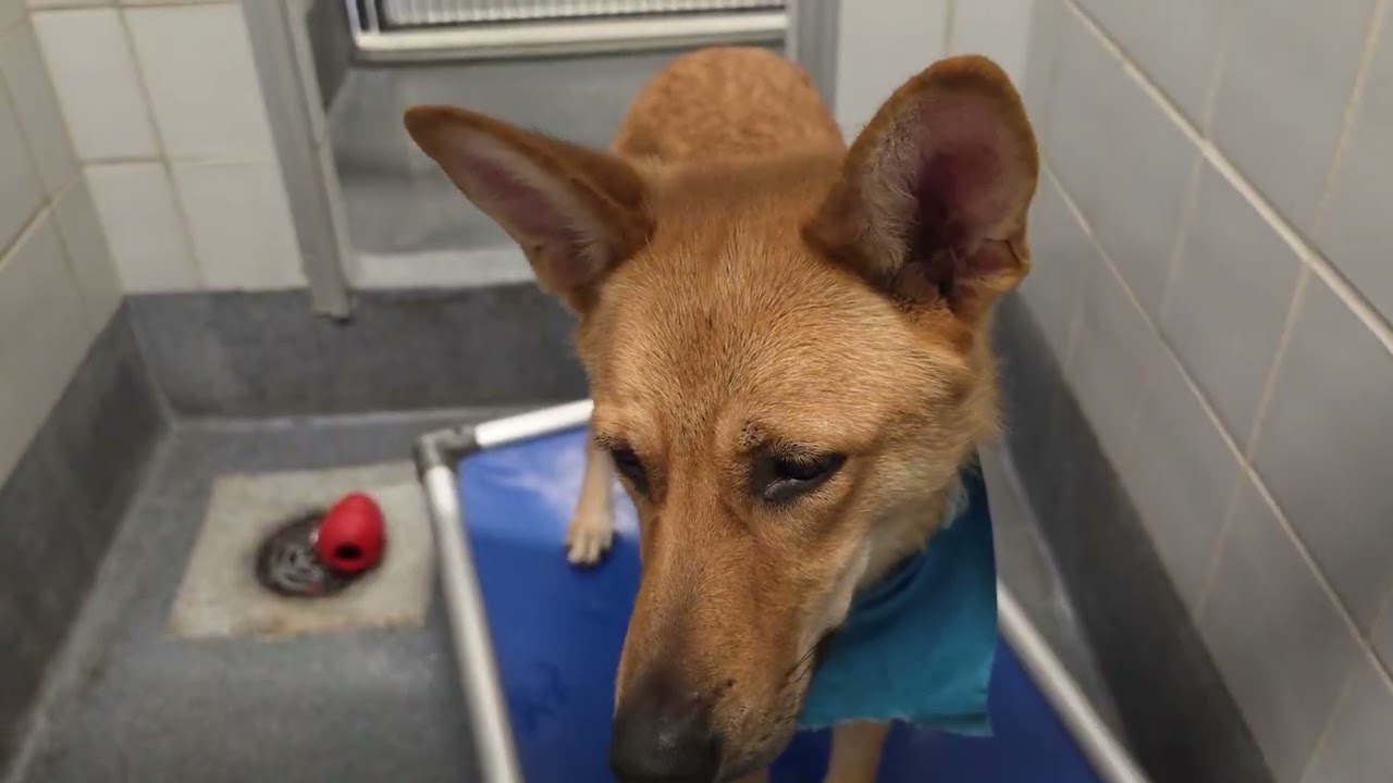 Acs A793843