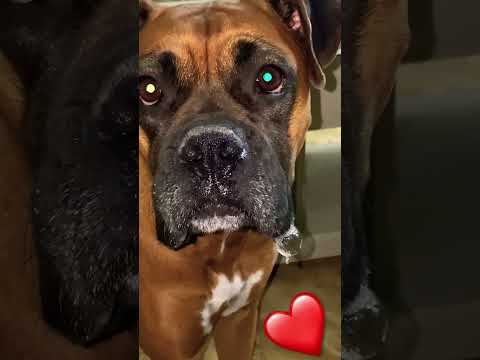 Why you should own a Boxer puppy