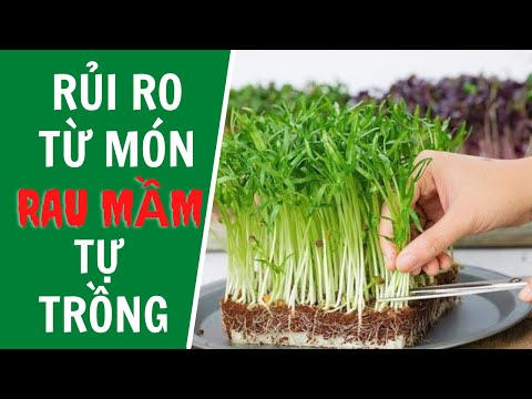 Rủi ro sức khỏe từ món rau mầm tự trồng || ăn rau mầm đúng cách || rau mầm