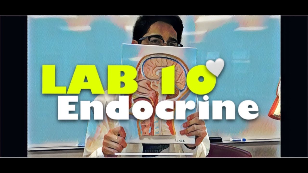 A&P II - Lab 10 - Endocrine System