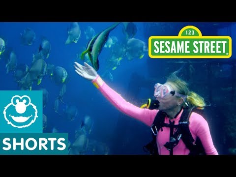 Sesame Street: Australian Underwater…: English ESL video lessons