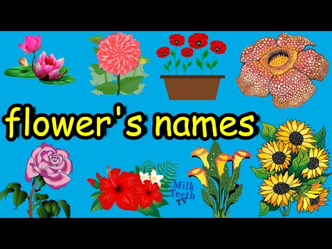 Learn Flower's Names with pictures and correct Pronunciation | Flower's names Vocabulary