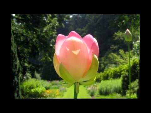 THE GLORY OF GUYANA -13 POEMS – By Dmitri Allicock + video | Oh ...