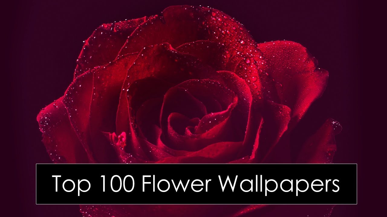 Top 100 Flower Wallpapers !! Download Now !!