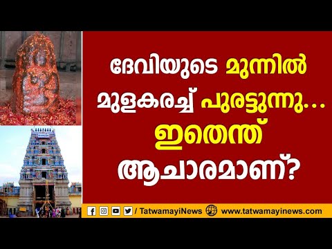Spreading sprouts in front of the goddess... What is this ritual? | Arulmigu Masani Amman Temple