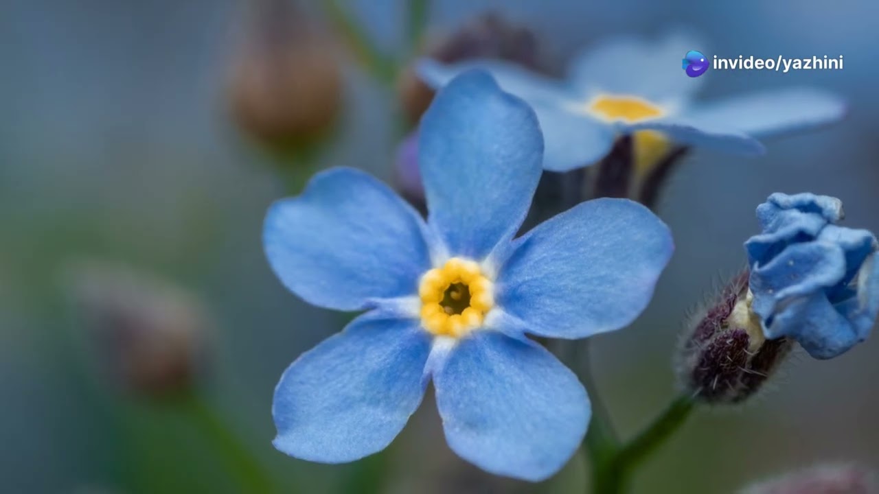 50 States Flower Tour #2:  Alaska's Alpine Forget-Me-Not