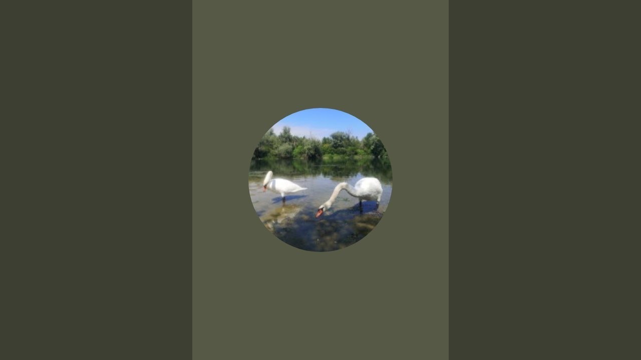 MILDOM Adventure is live!