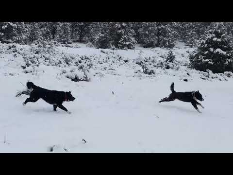 Karelian Bear Dogs romping in the snow
