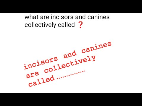 What are Incisors and canines together called?