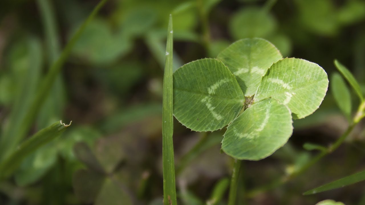 How Science Can Help You Find a 4-Leaf Clover - Instant Egghead #64