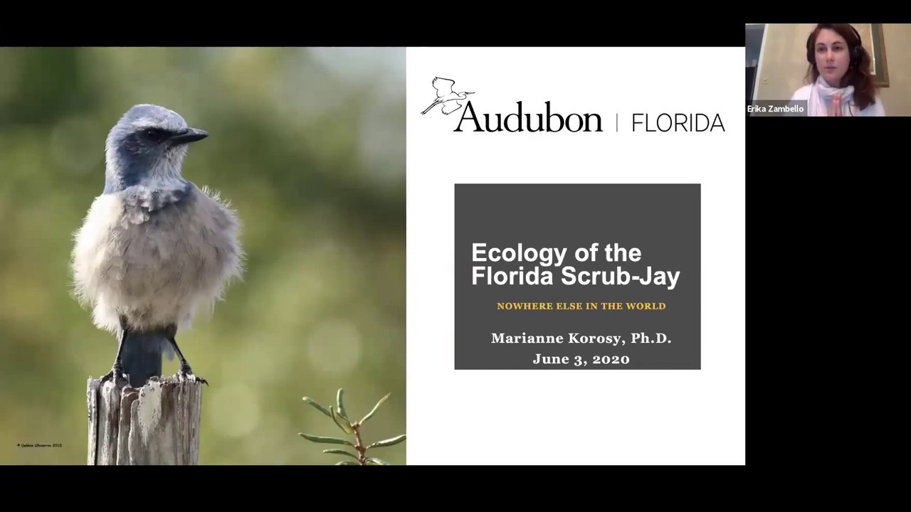 Florida Scrub-Jay Ecology Webinar