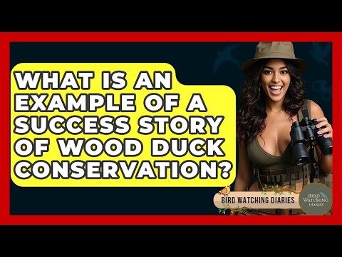 What Is An Example Of A Success Story Of Wood Duck Conservation? - Bird Watching Diaries