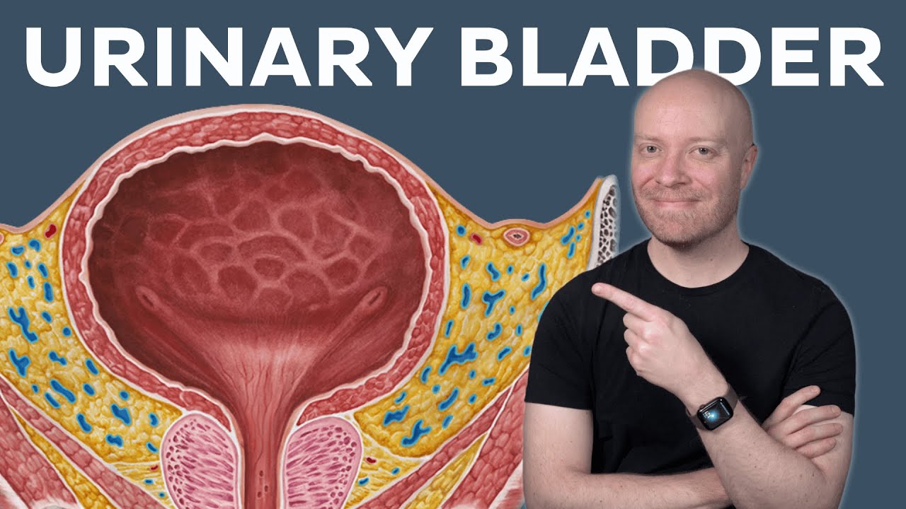 Urinary bladder: Anatomy and function