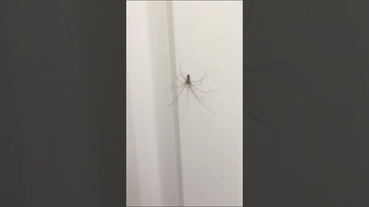 Meeting a Friendly Spider