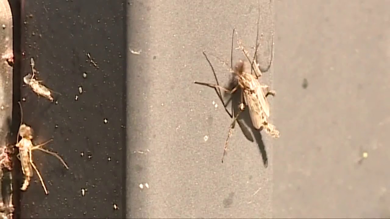 Midges are back in big swarms throughout Northeast Ohio