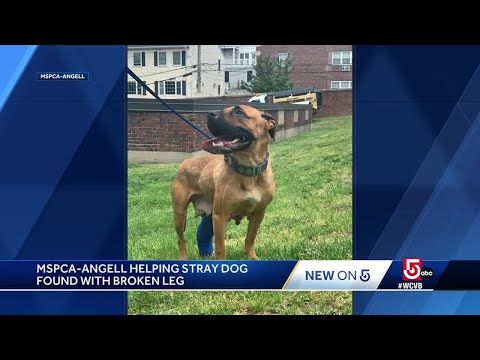 MSPCA seeks donations for stray dog's surgery