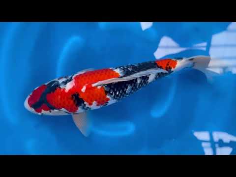 Japanese Koi