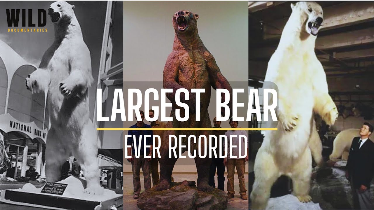The Largest Bears Ever Recorded – Bigger Than You Can Imagine!