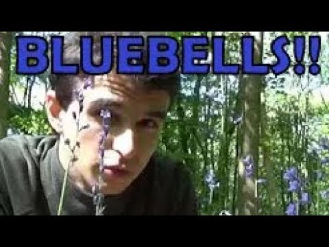 FIVE MINUTE FACT FILE: THE BLUEBELL