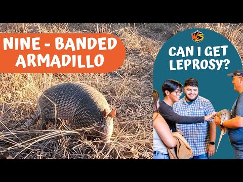 Unveiling the Secrets of Nine-Banded Armadillos