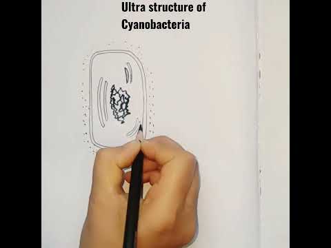 #cyanobacteria #drawing #diagram #11th biology