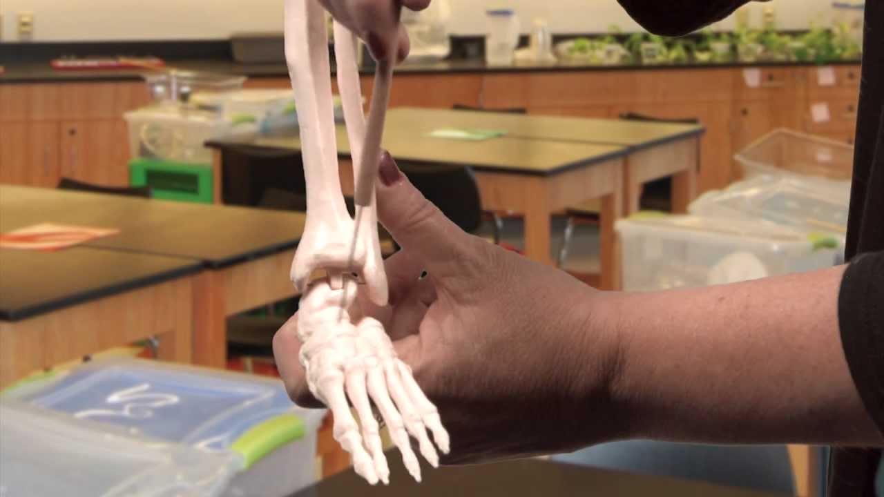 Appendicular Skeleton - PALCS Teacher