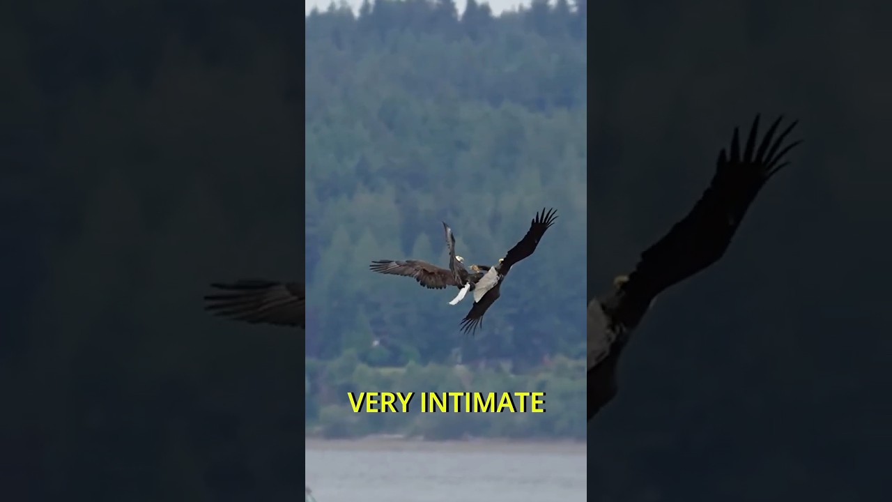 Why Eagles Lock Talons Mid-Air