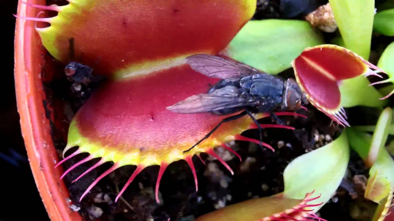 Venus Flytrap Eats Fly 10