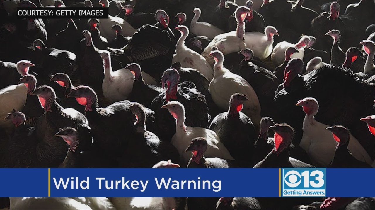 It's Wild Turkey Mating Season: What To Do If You're Attacked