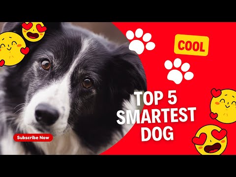 Top 5 Smartest Dog Breeds