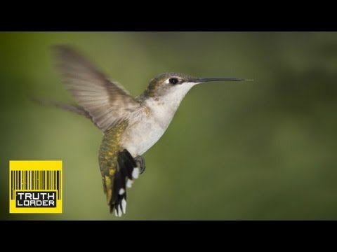 Hummingbird's "shape shifting" wings - Truthloader Investigates