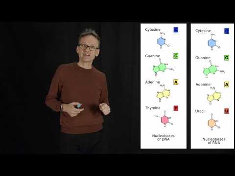 Lecture 01, concept 09: RNA structure