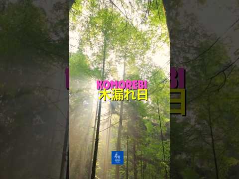 #Komorebi, the beautiful #Japanese word for sunlight filtering through trees! #japan #asmr