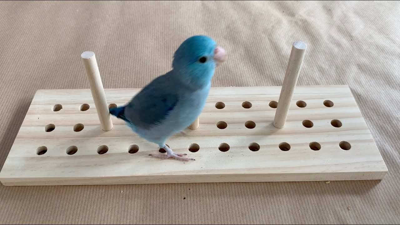Parrot trick: weaving through sticks!