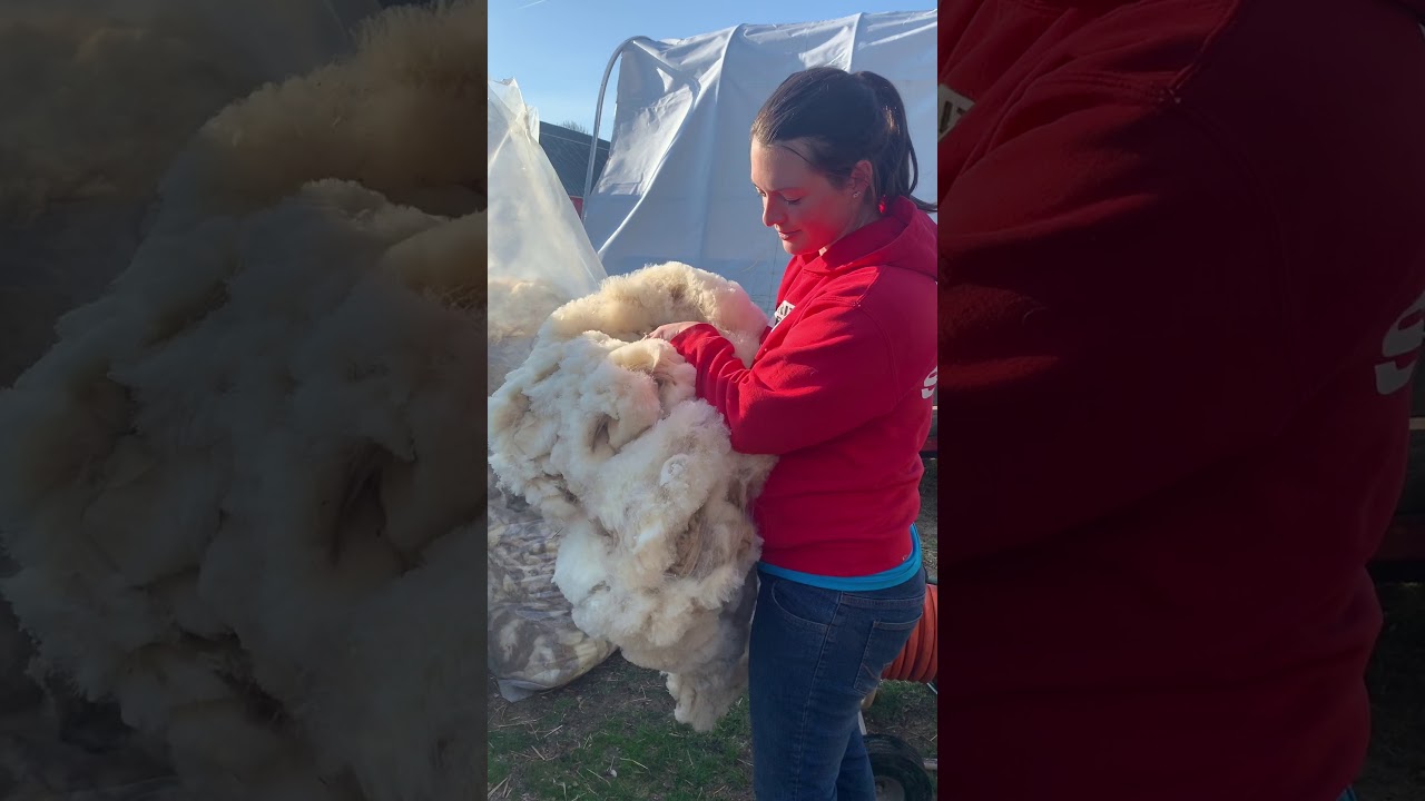 Critter Barn Sheep Shearing Video!