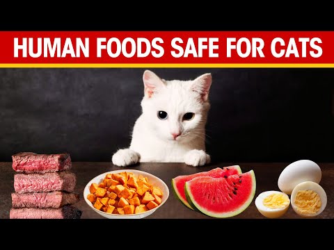 Human Foods that Are Actually Good for Cats