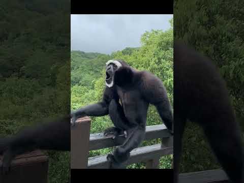 Sound of a Howler monkey.