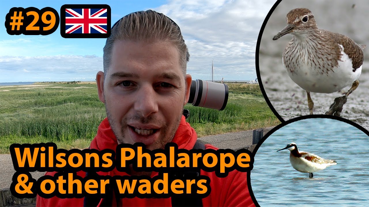 #29 (English) Wilson's Phalarope and other waders