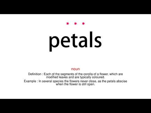 How to pronounce petals - Vocab Today