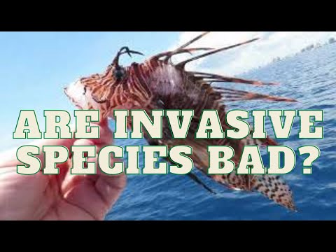 Are Invasive Species Bad?