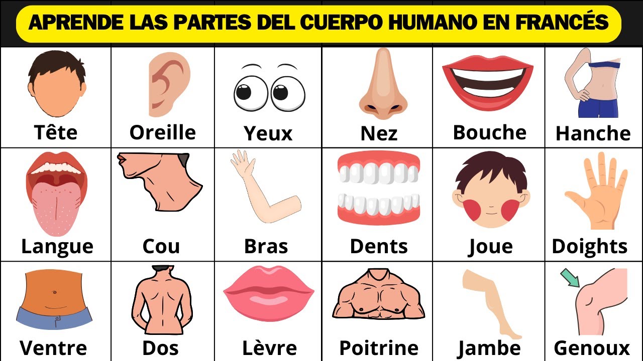 LEARN THE PARTS OF THE HUMAN BODY IN FRENCH ||✅FRENCH FROM SCRATCH FOR BEGINNERS