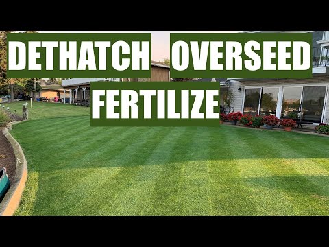 DETHATCH, OVERSEED and FERTILIZE for the BEST LAWN