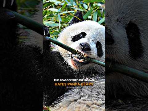 Joe Rogan reveals the DARK TRUTH about PANDA BEARS π€£ #shorts #joerogan