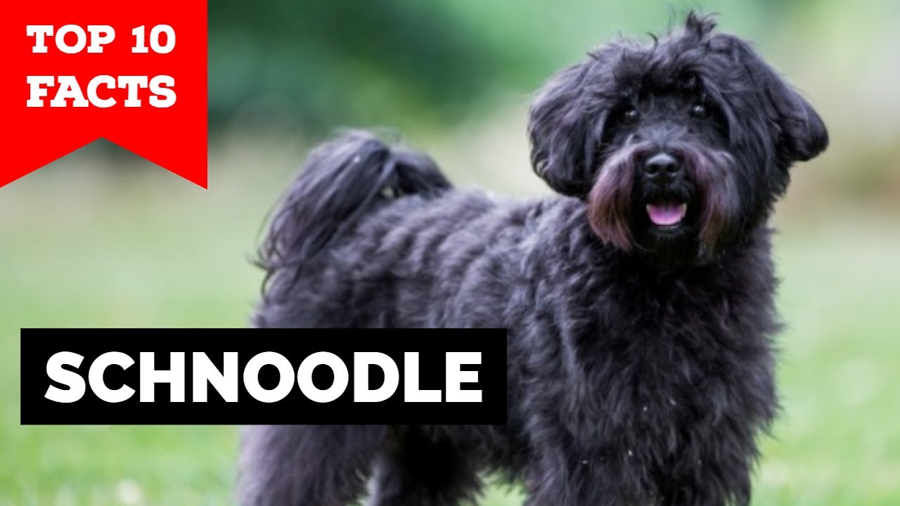 Schnoodle - Top 10 Facts
